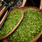 Tipos de té verde japonés